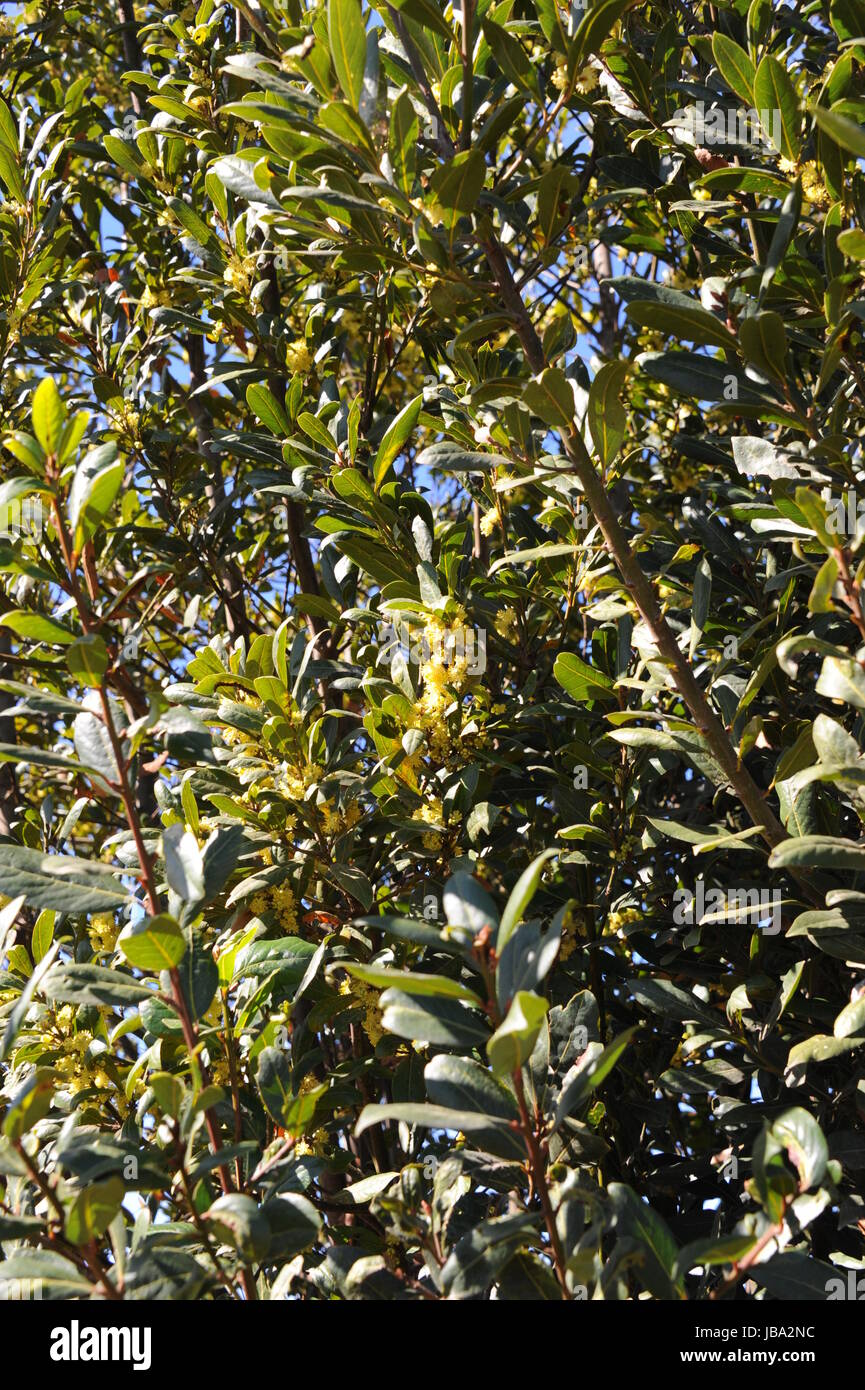 laurel - spain Stock Photo - Alamy