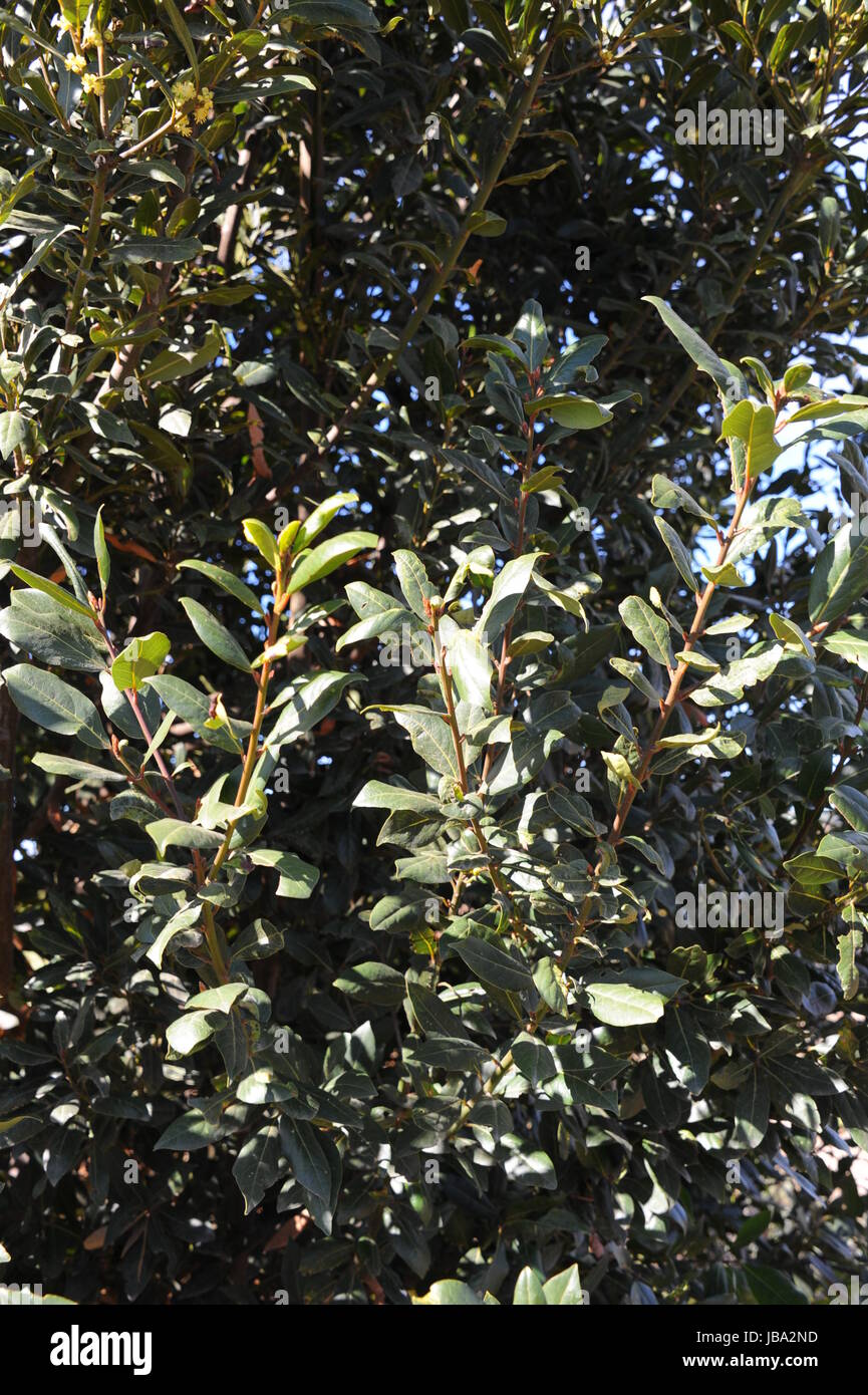 bay tree - spain Stock Photo - Alamy