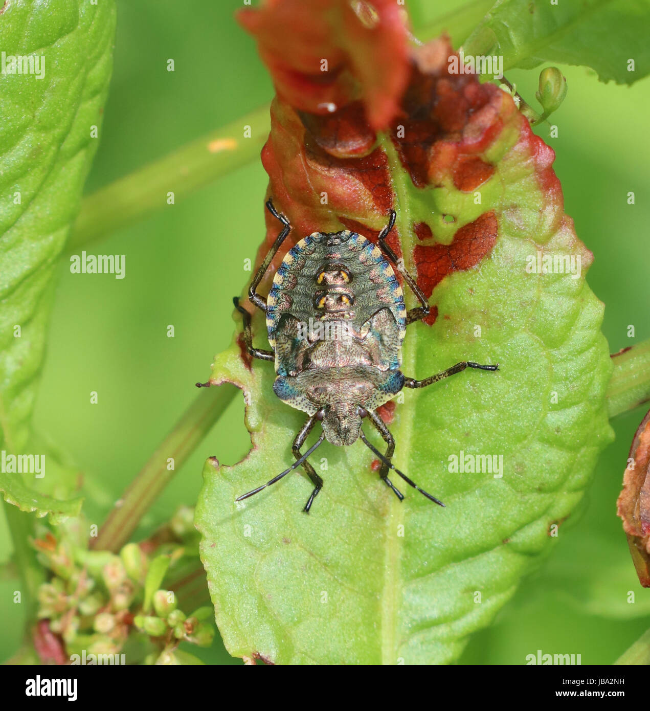Woodland Shield Beetle Pentatoma rufipes Stock Photo - Alamy