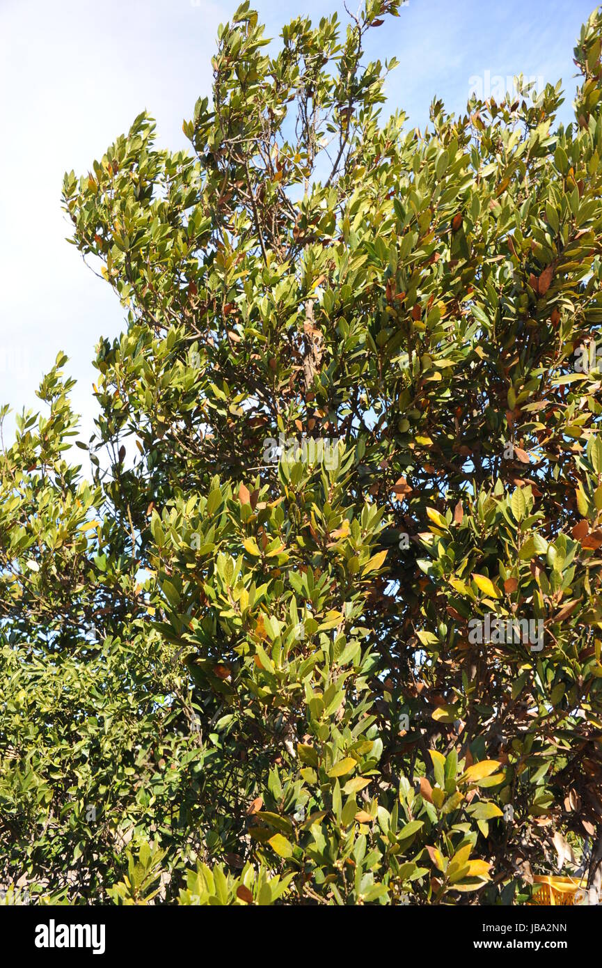 bay tree - spain Stock Photo - Alamy