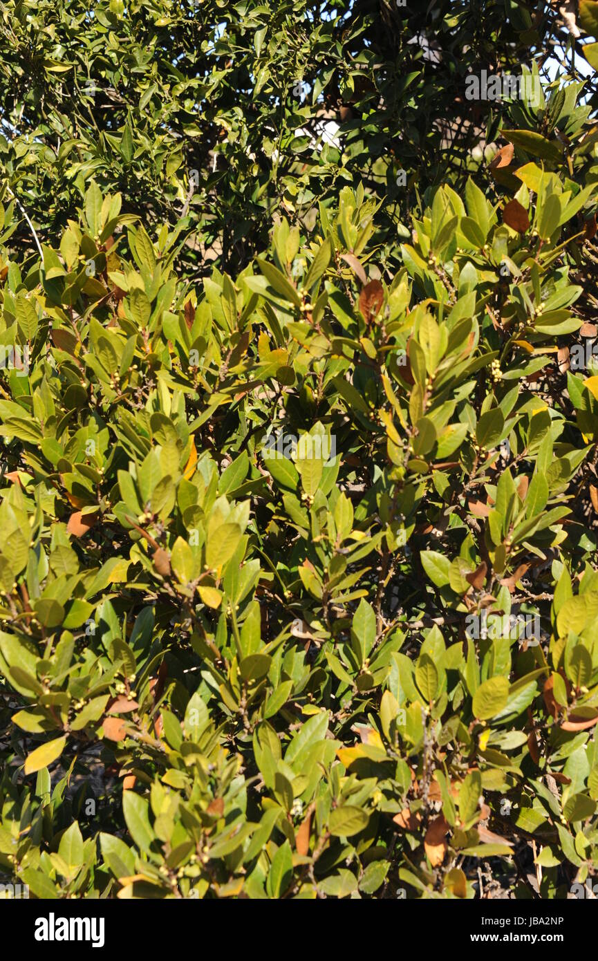 laurel - spain Stock Photo - Alamy