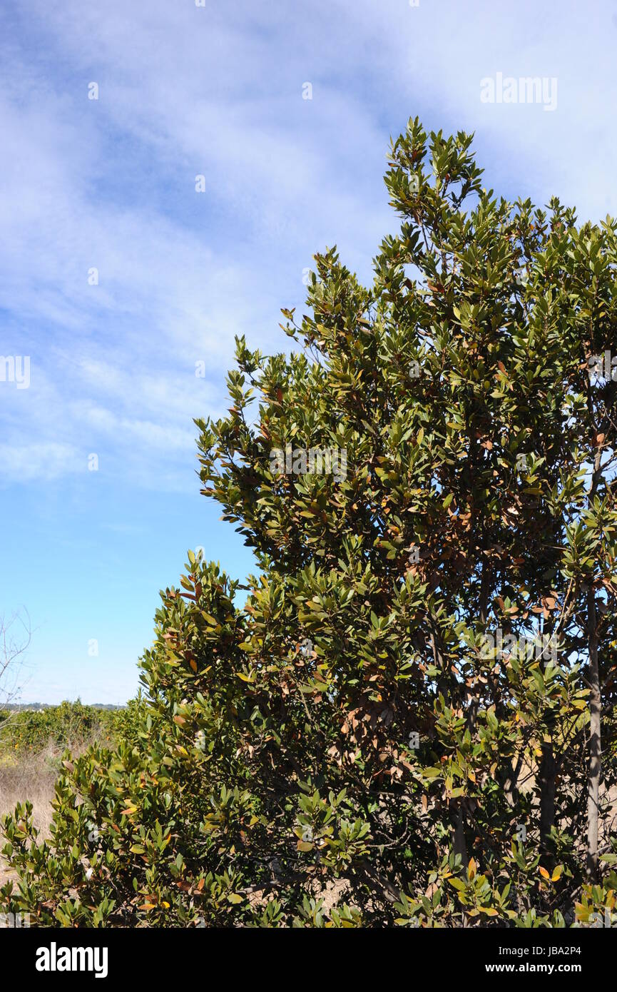 Echter lorbeer hi-res stock photography and images - Alamy