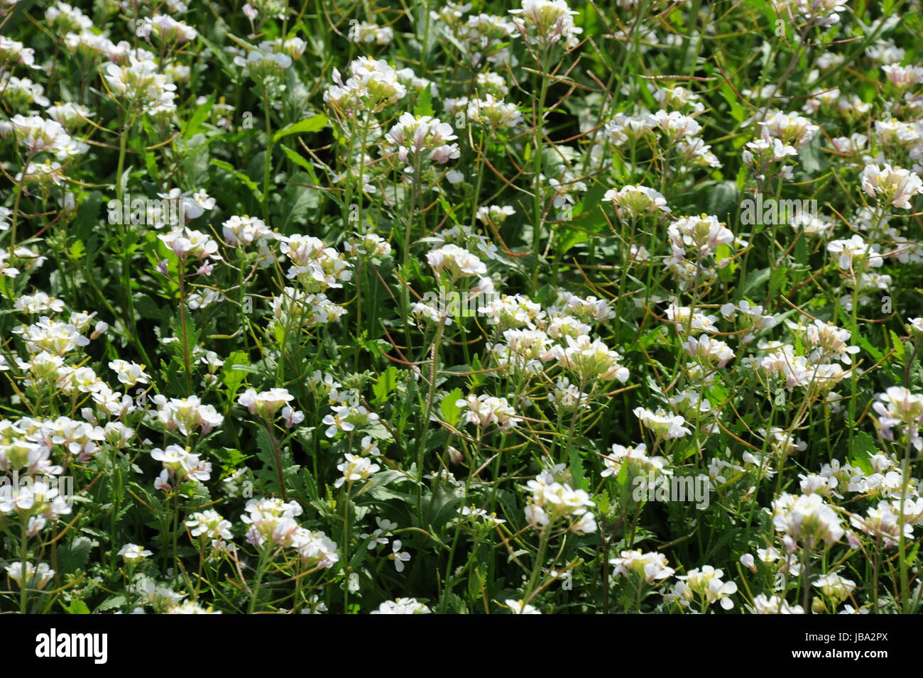 kleefeld - spain Stock Photo - Alamy