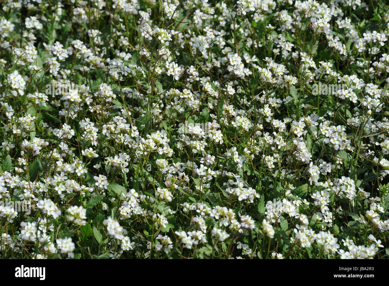 kleefeld - spain Stock Photo - Alamy