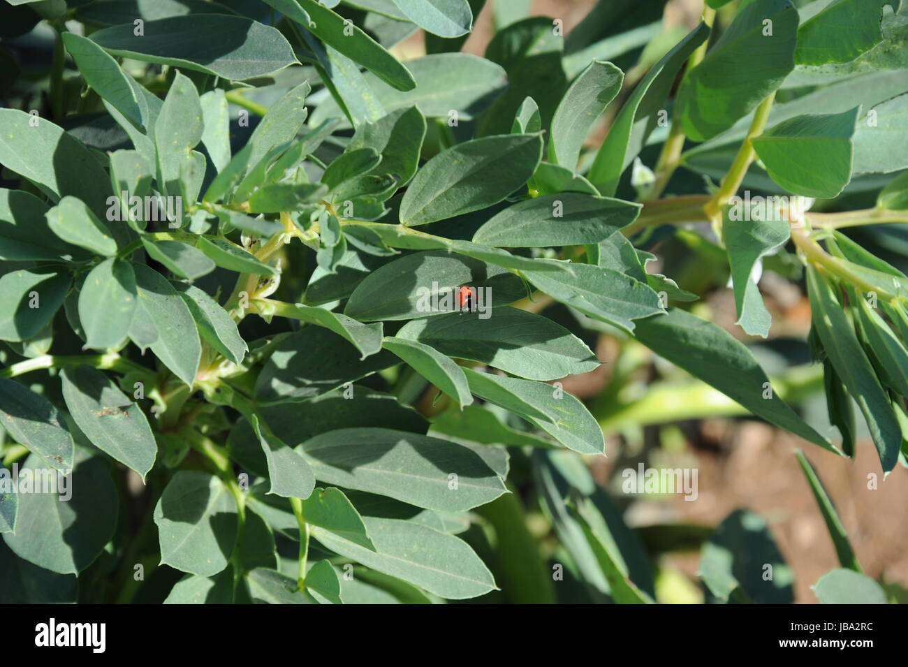 Prinzessbohnen High Resolution Stock Photography and Images - Alamy