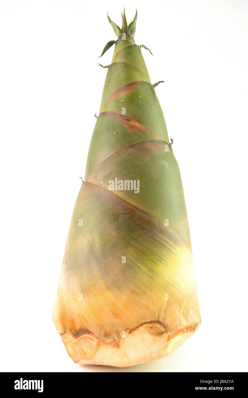 close up of a fresh bamboo shoots with isolated white background Stock ...