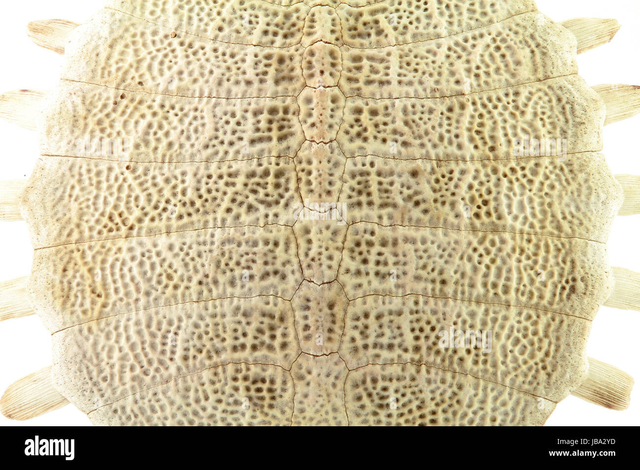 whole shell of turtle isolated in white background Stock Photo - Alamy