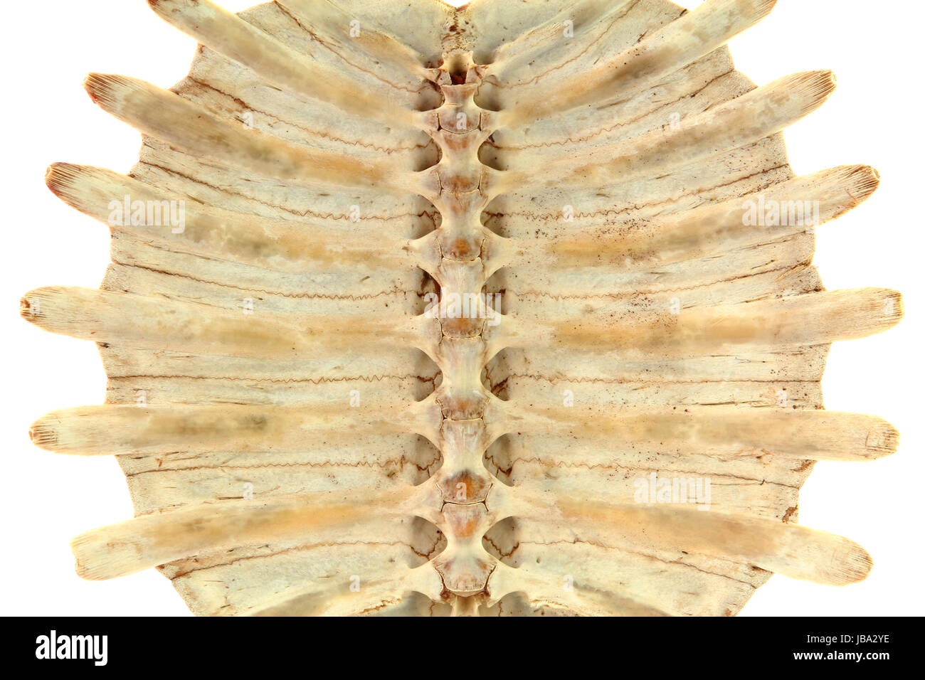 whole shell of turtle isolated in white background Stock Photo - Alamy