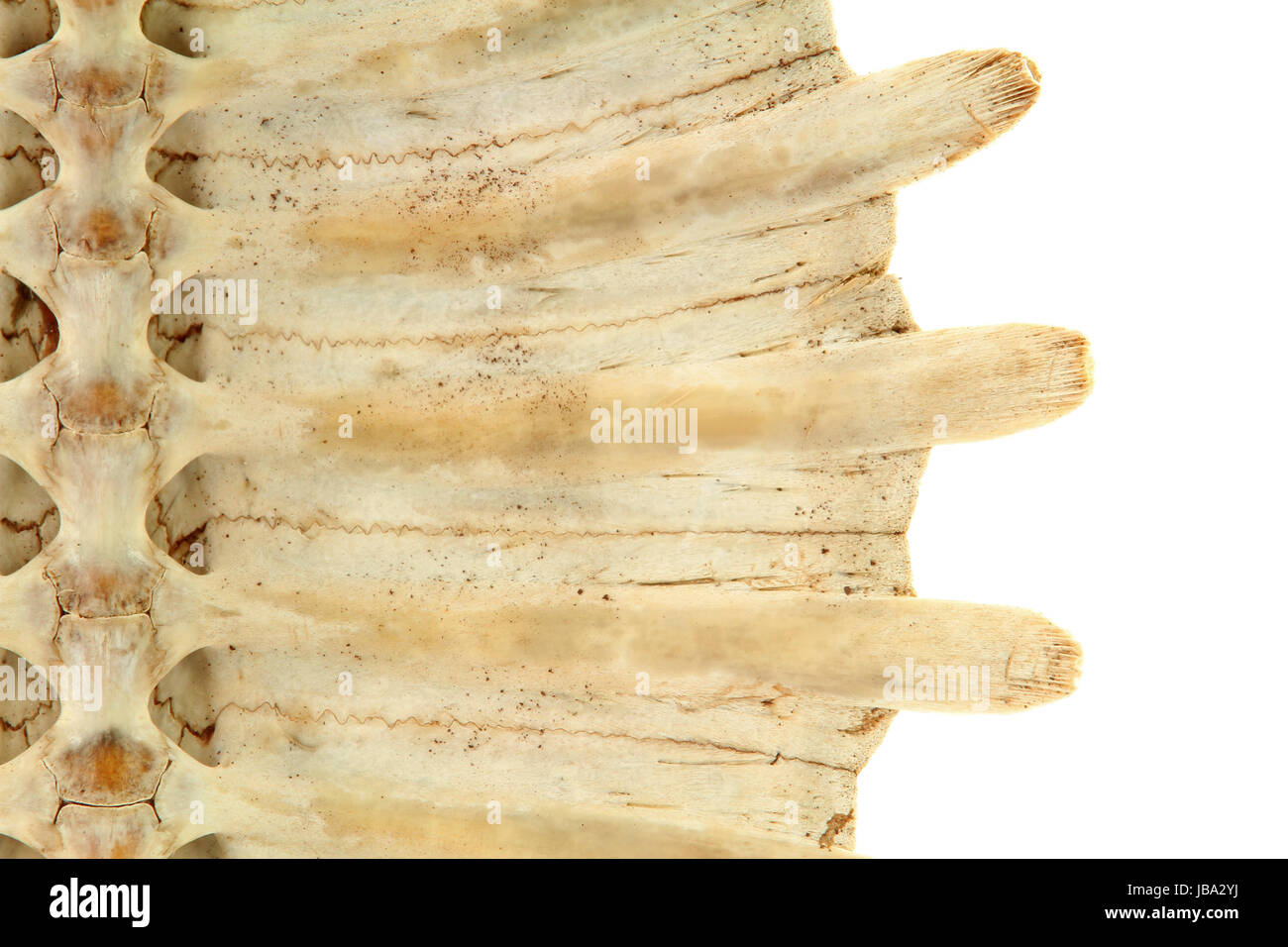 whole shell of turtle isolated in white background Stock Photo - Alamy