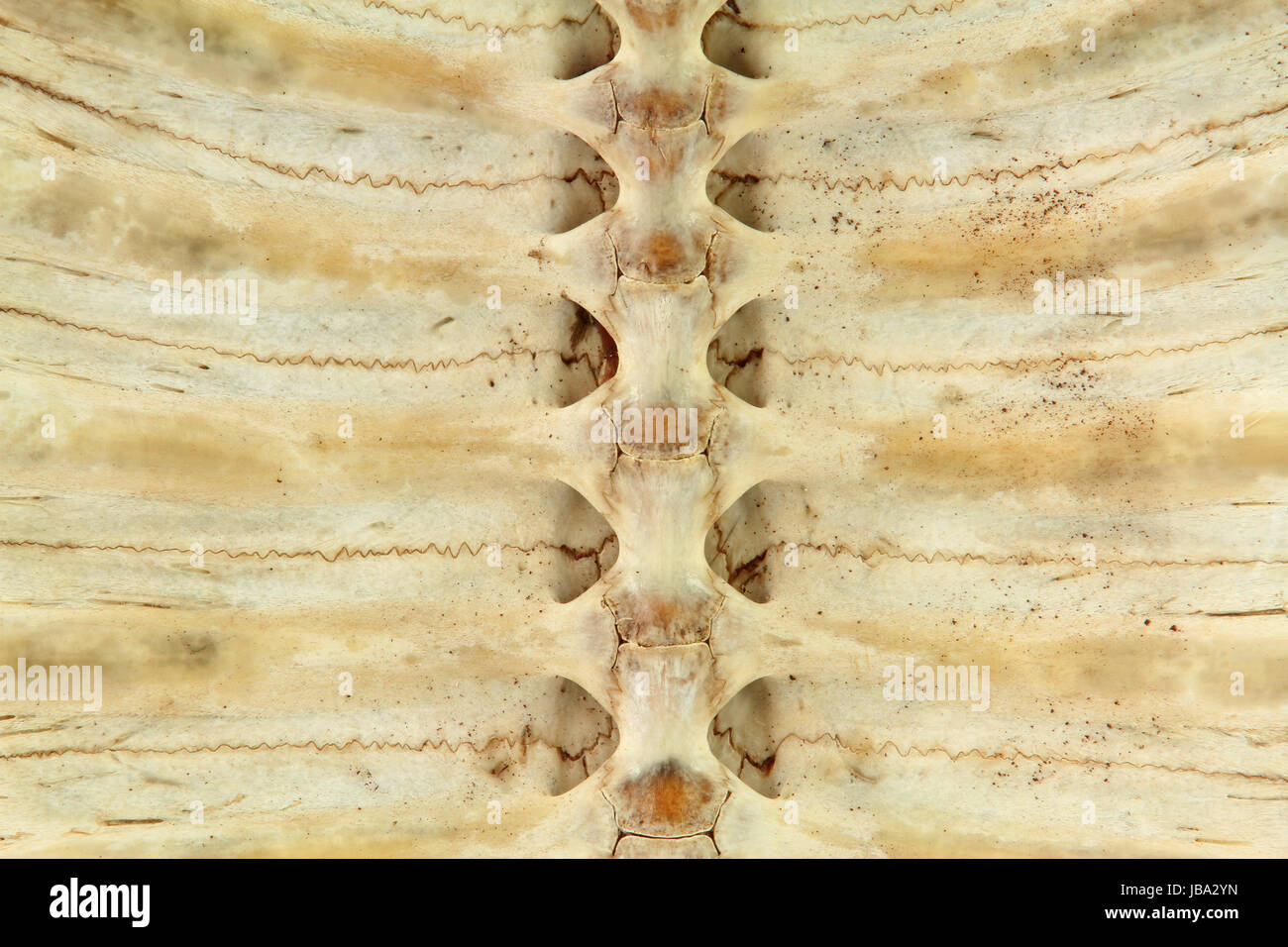 whole shell of turtle isolated in white background Stock Photo - Alamy