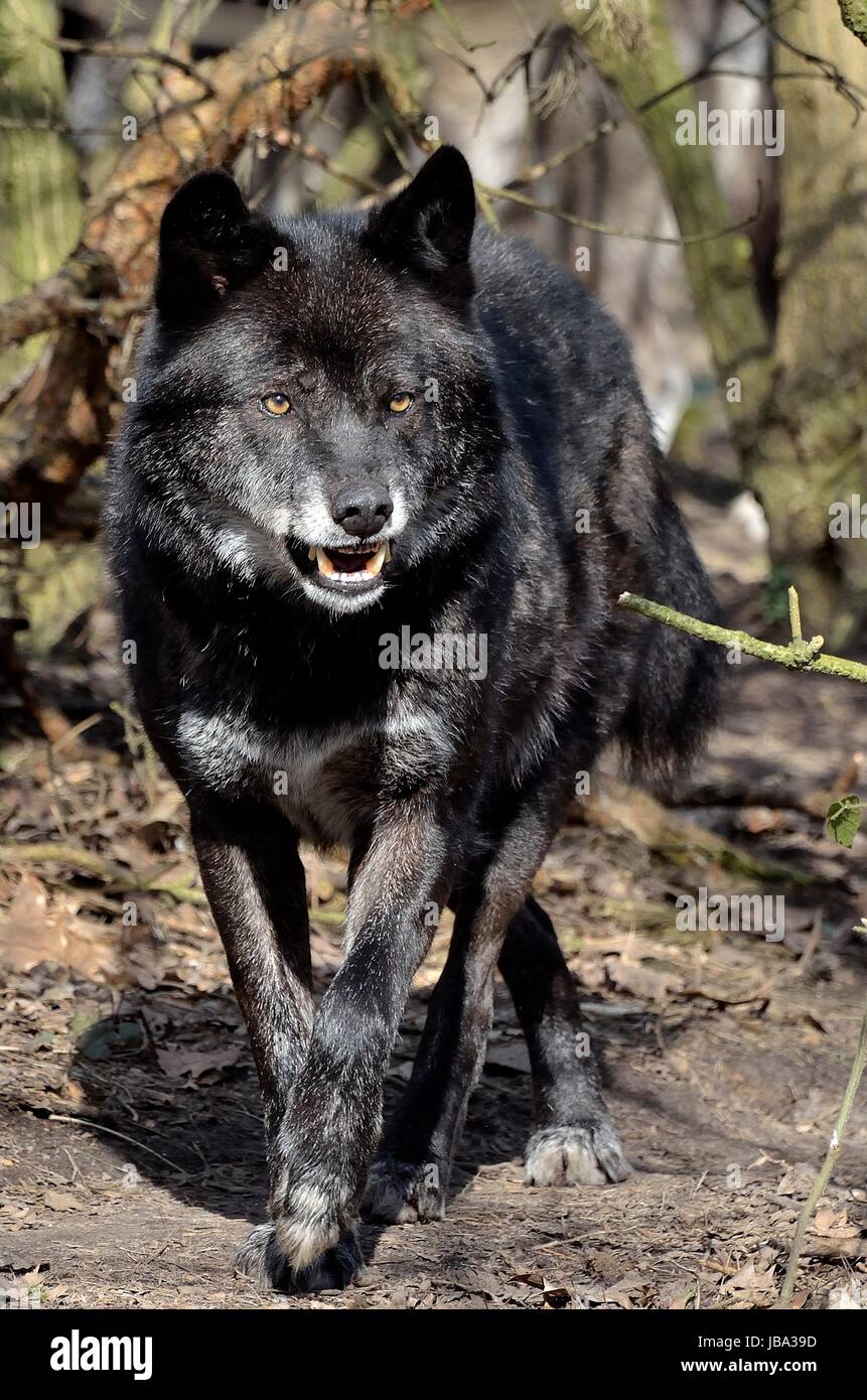 Caged wolf hi-res stock photography and images - Alamy