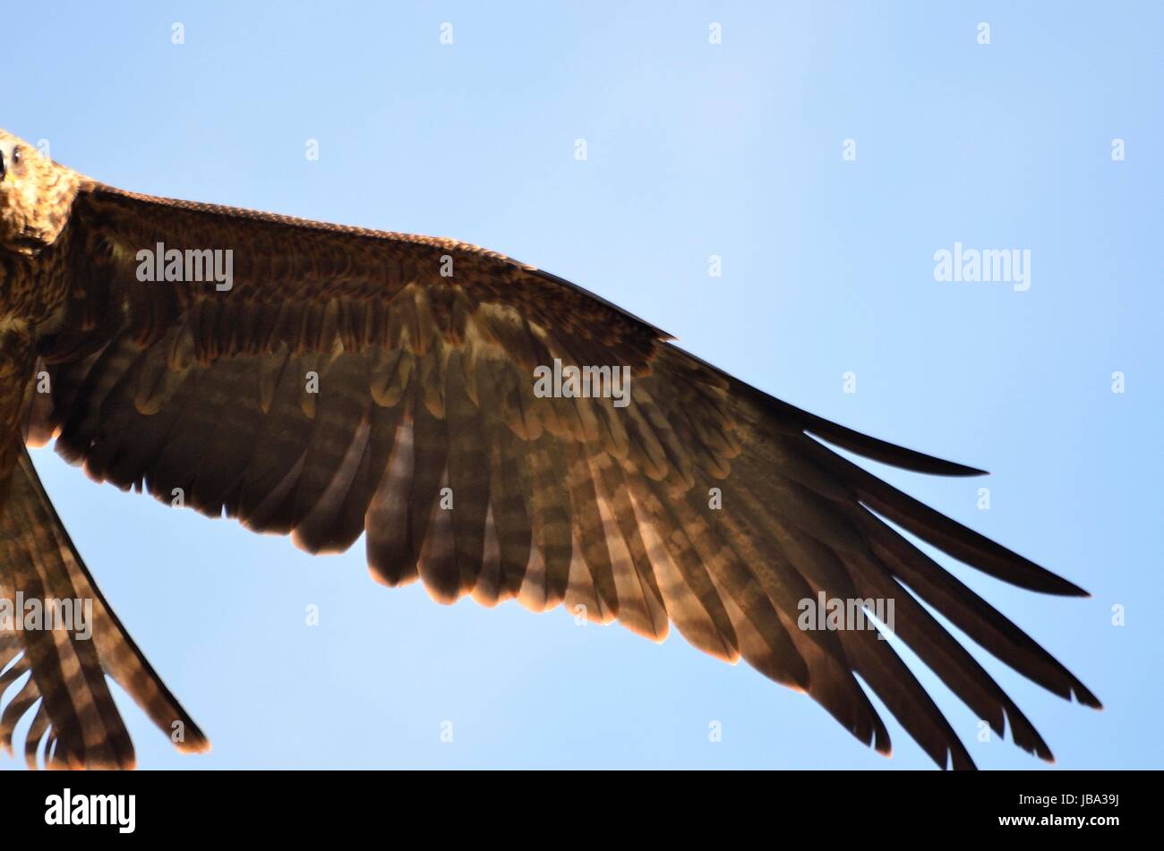 raptor birds of prey Stock Photo - Alamy