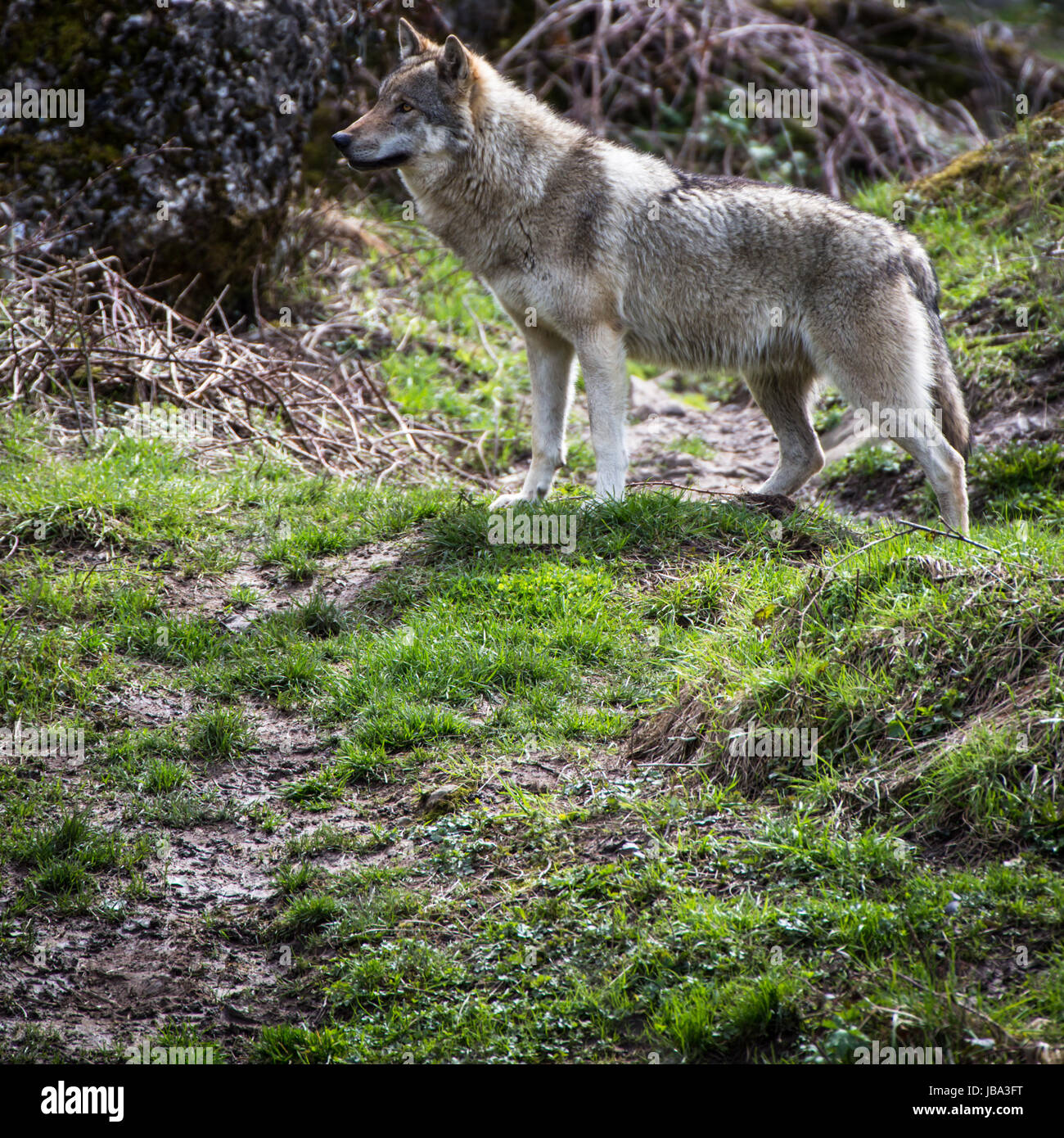 Gray/Eurasian wolf (Canis lupus Stock Photo - Alamy