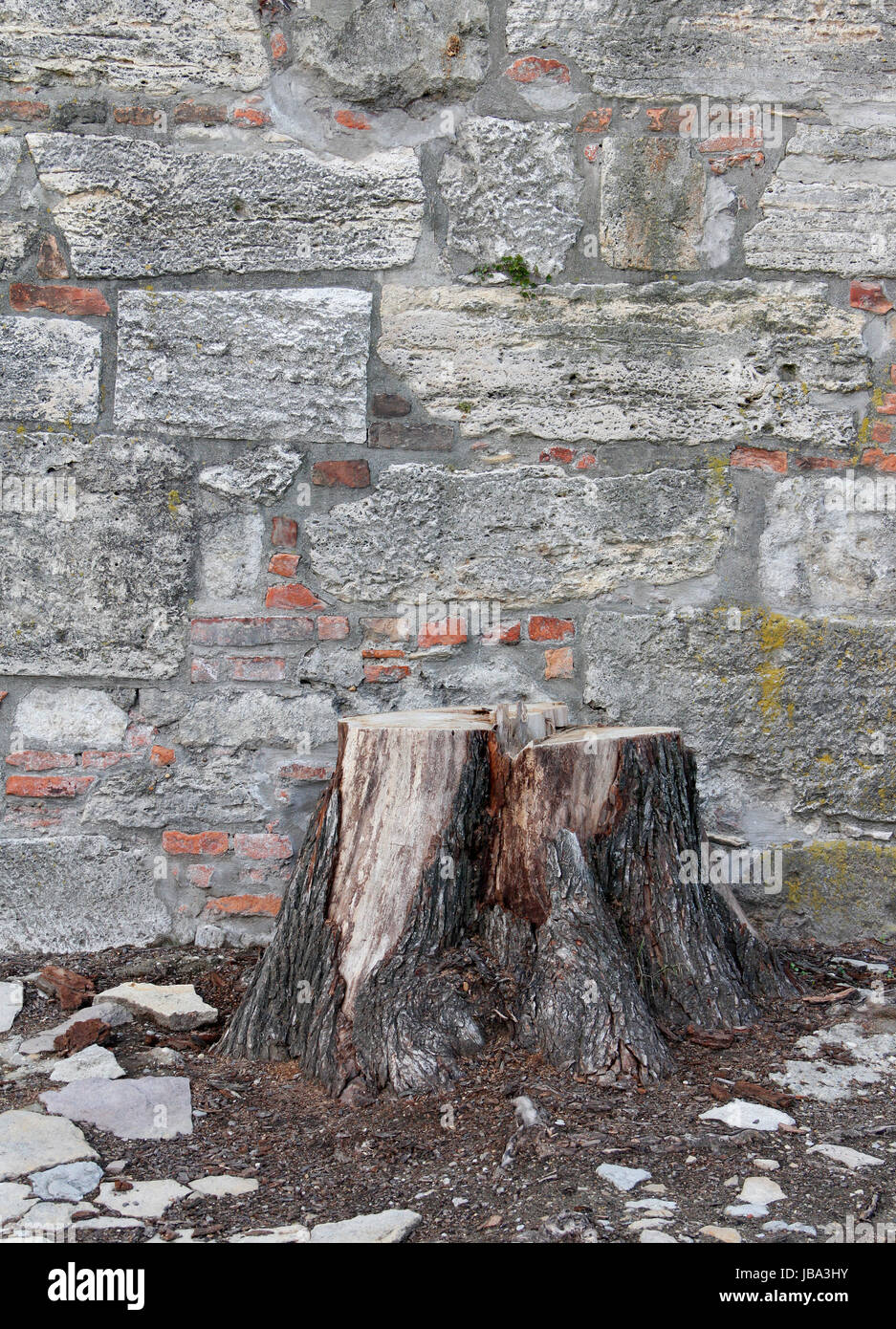 Felled tree stump before the stone wall Stock Photo - Alamy