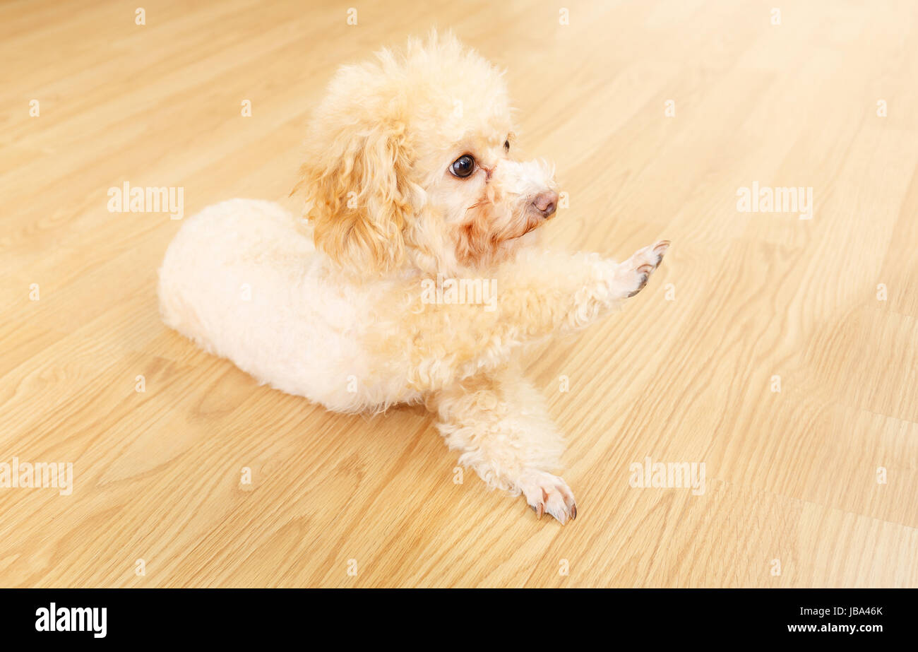 Toy poodle lying on floor and giving hand Stock Photo - Alamy
