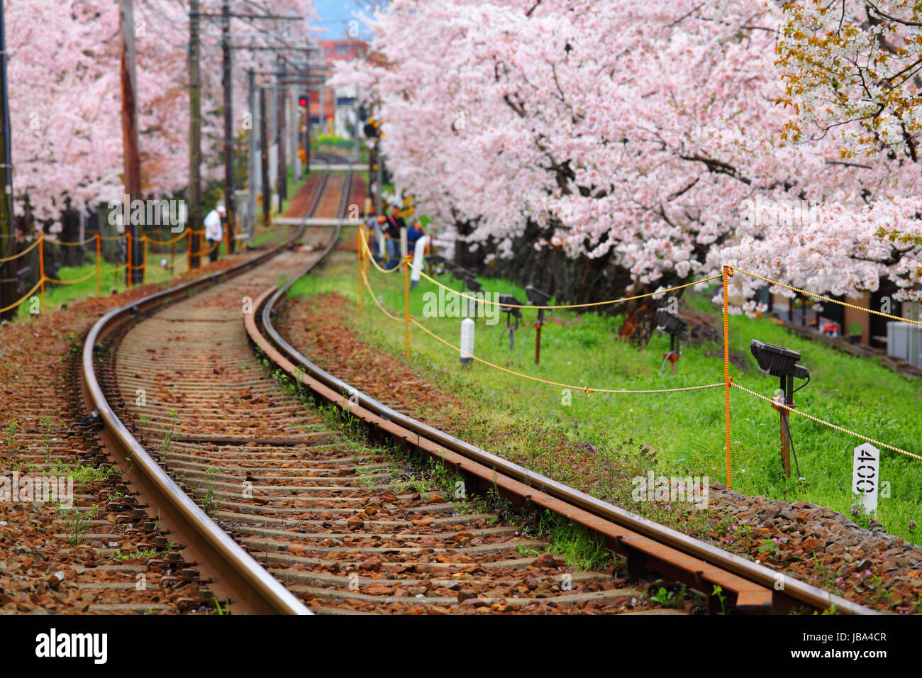 Railway and sakura tree Stock Photo - Alamy
