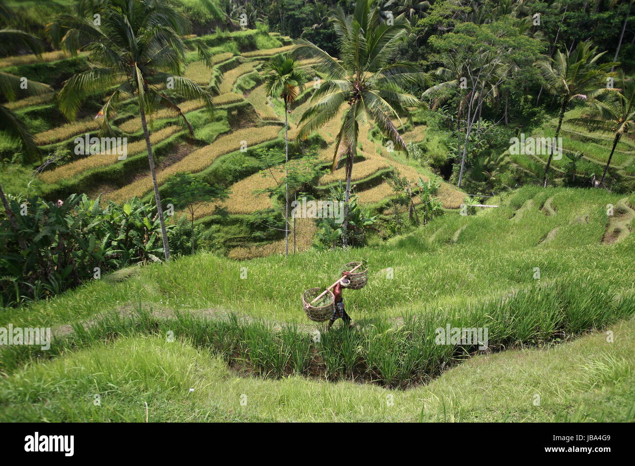 Reis terrassen hi-res stock photography and images - Alamy