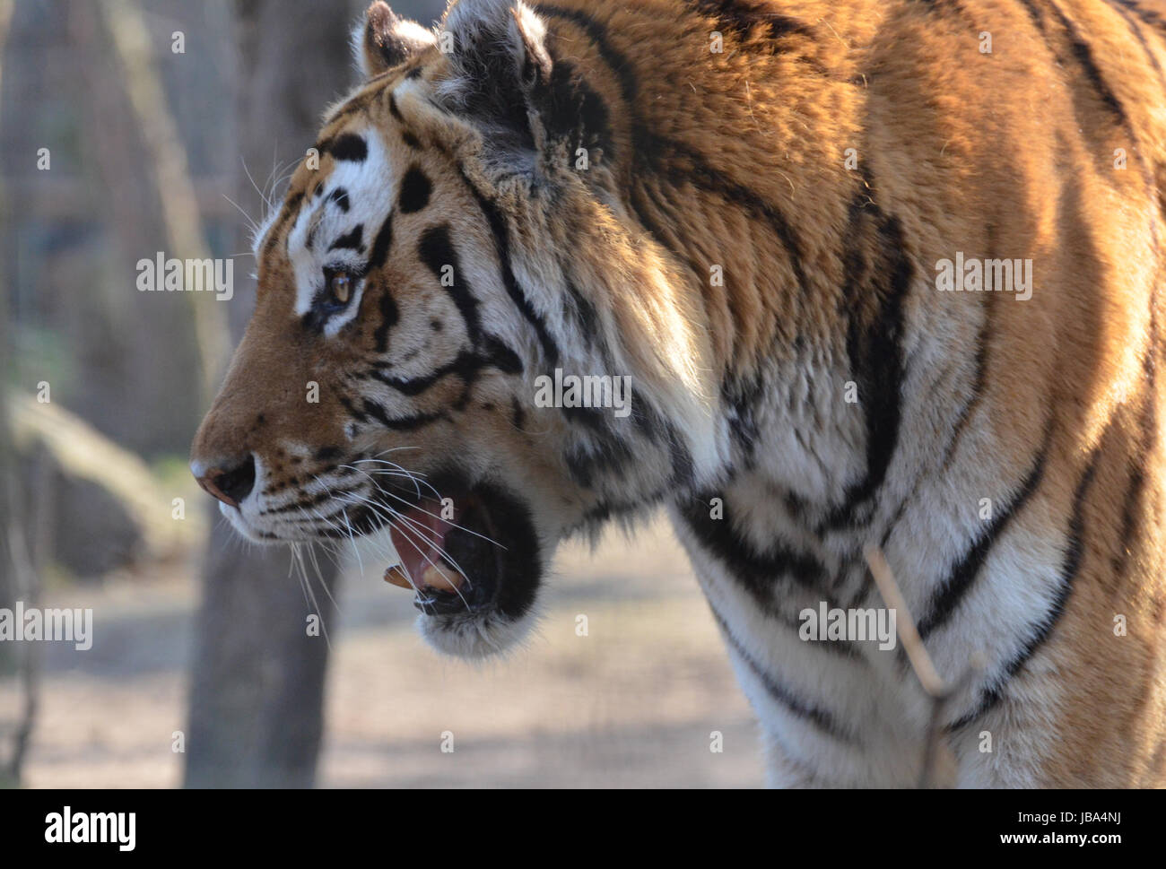 Bloody tiger hi-res stock photography and images - Alamy