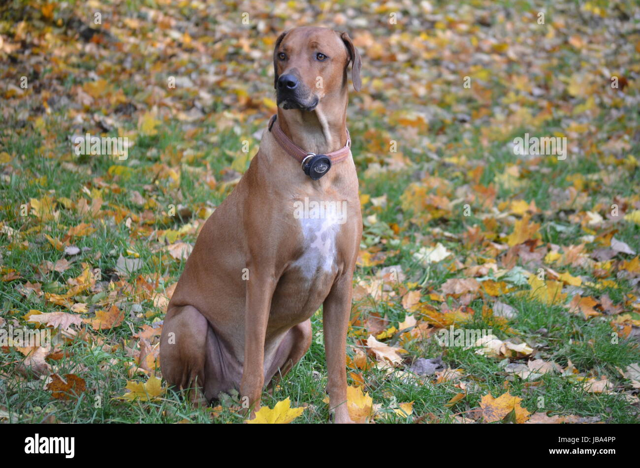 Rhodesian ridgebacks hi-res stock photography and images - Alamy