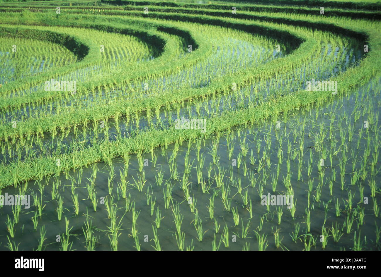 Die Reisfelder und Reisterrassen bei Tegalalang noerdlich von Ubud in ...