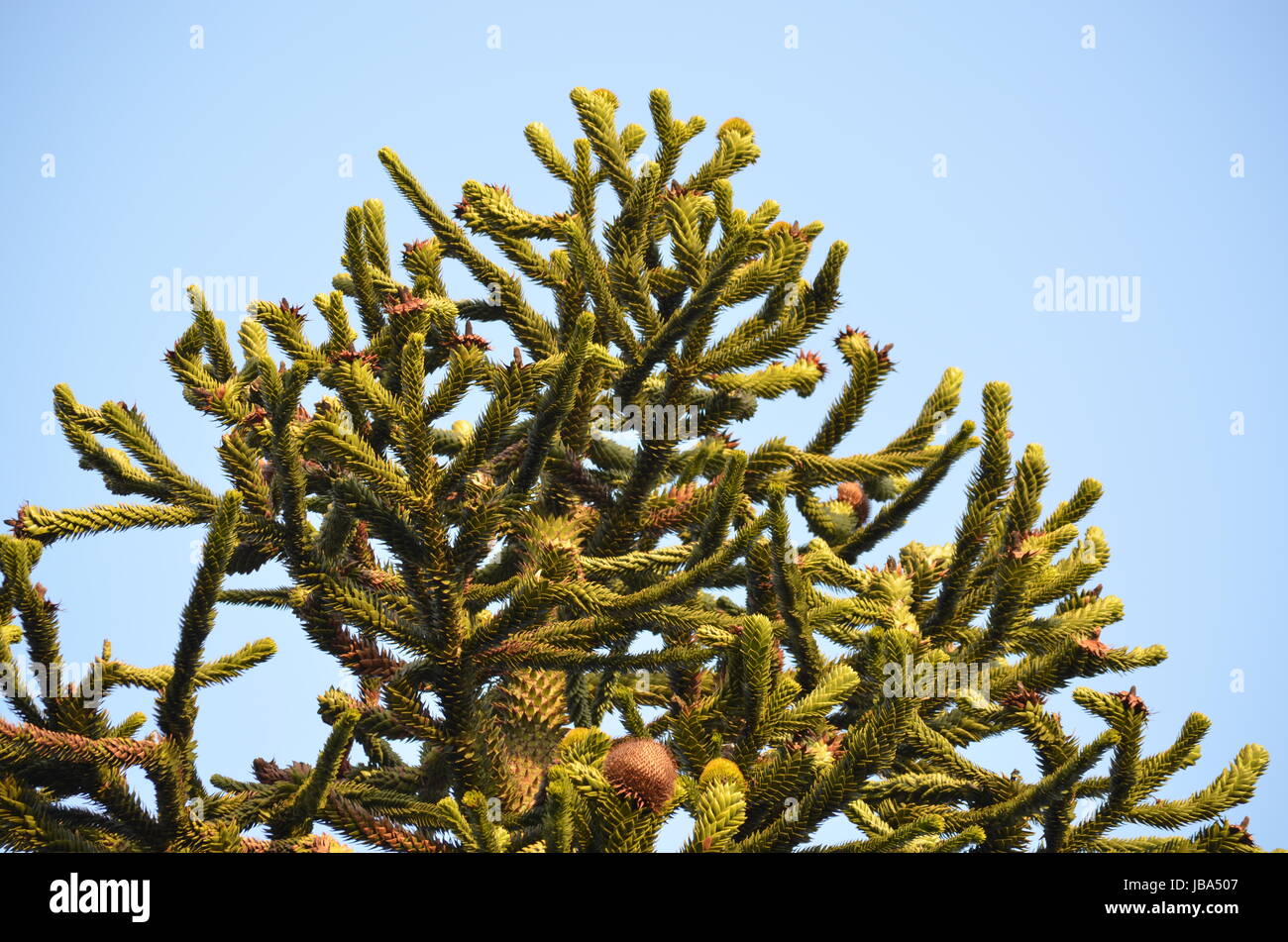 Araukarie hat verschiedene Namen: "Schlangenbaum, Schuppentanne ...