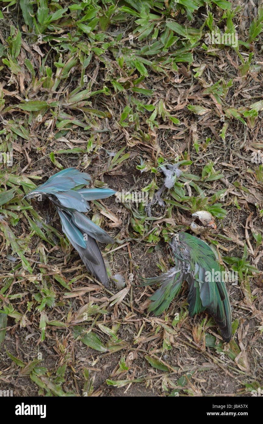 Dead parrot hi-res stock photography and images - Alamy