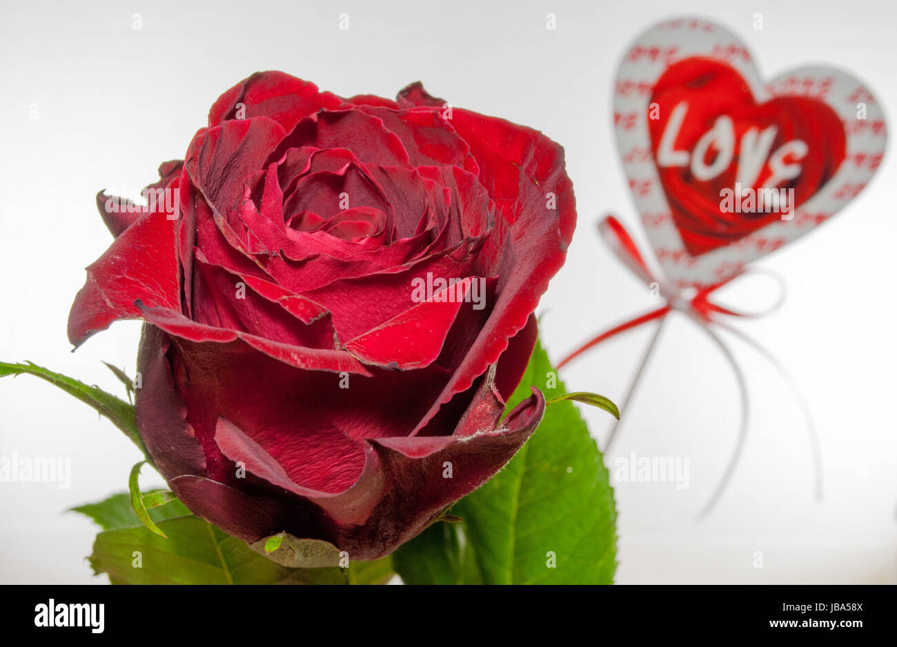 a beautiful red rose symbol of love Stock Photo - Alamy