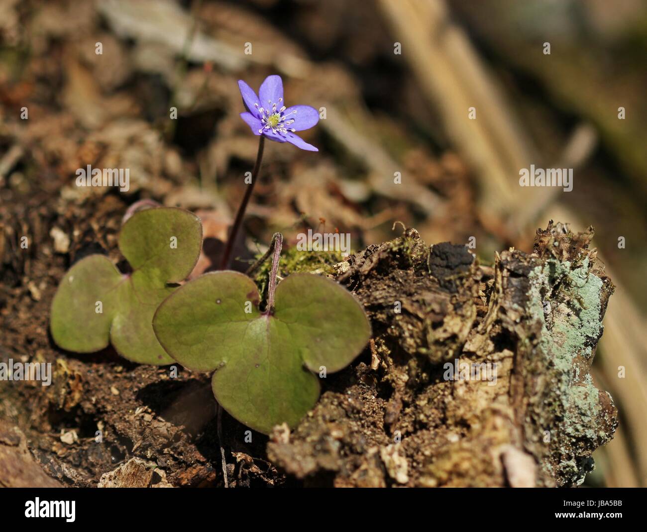 hepatica (hepatica nobilis Stock Photo - Alamy