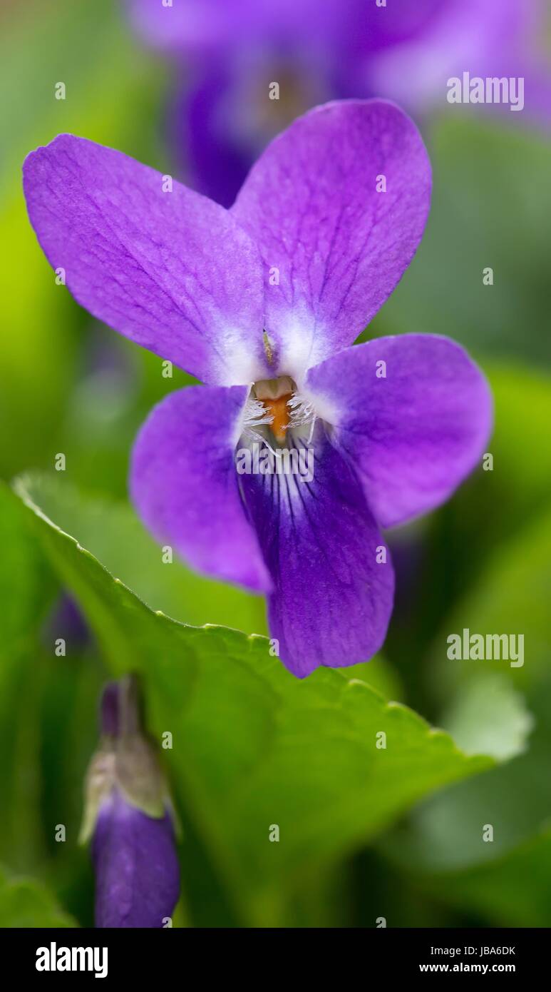 violets in the forest / violet in the forest Stock Photo - Alamy