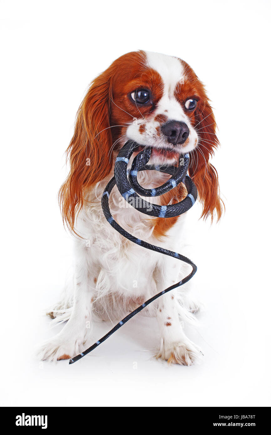 Dog with snake. Dangerous snake or snake danger illustration. Toy snake ...