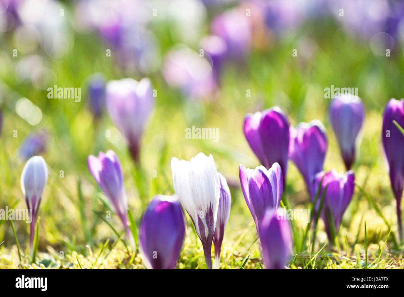 Spring field with yellow and blue crocus flowers Stock Photo - Alamy