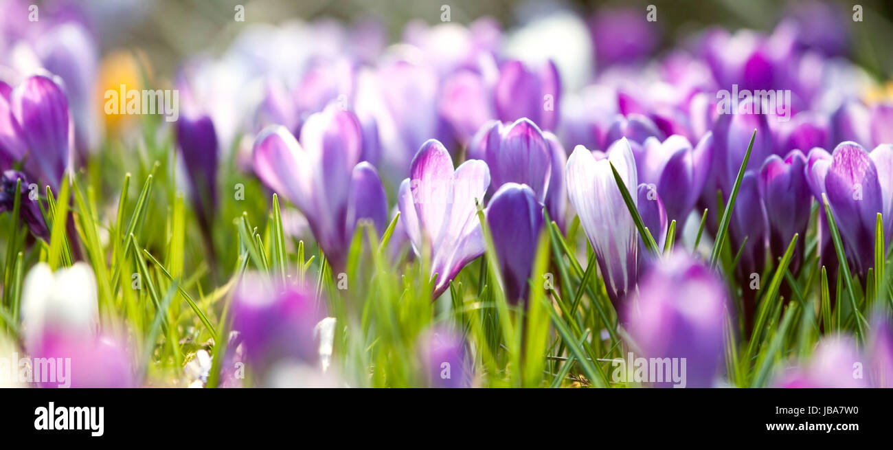 Spring field with yellow and blue crocus flowers Stock Photo - Alamy