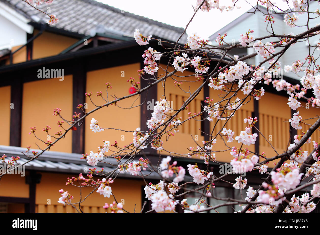 Sakura tree and traditional japanese house Stock Photo - Alamy