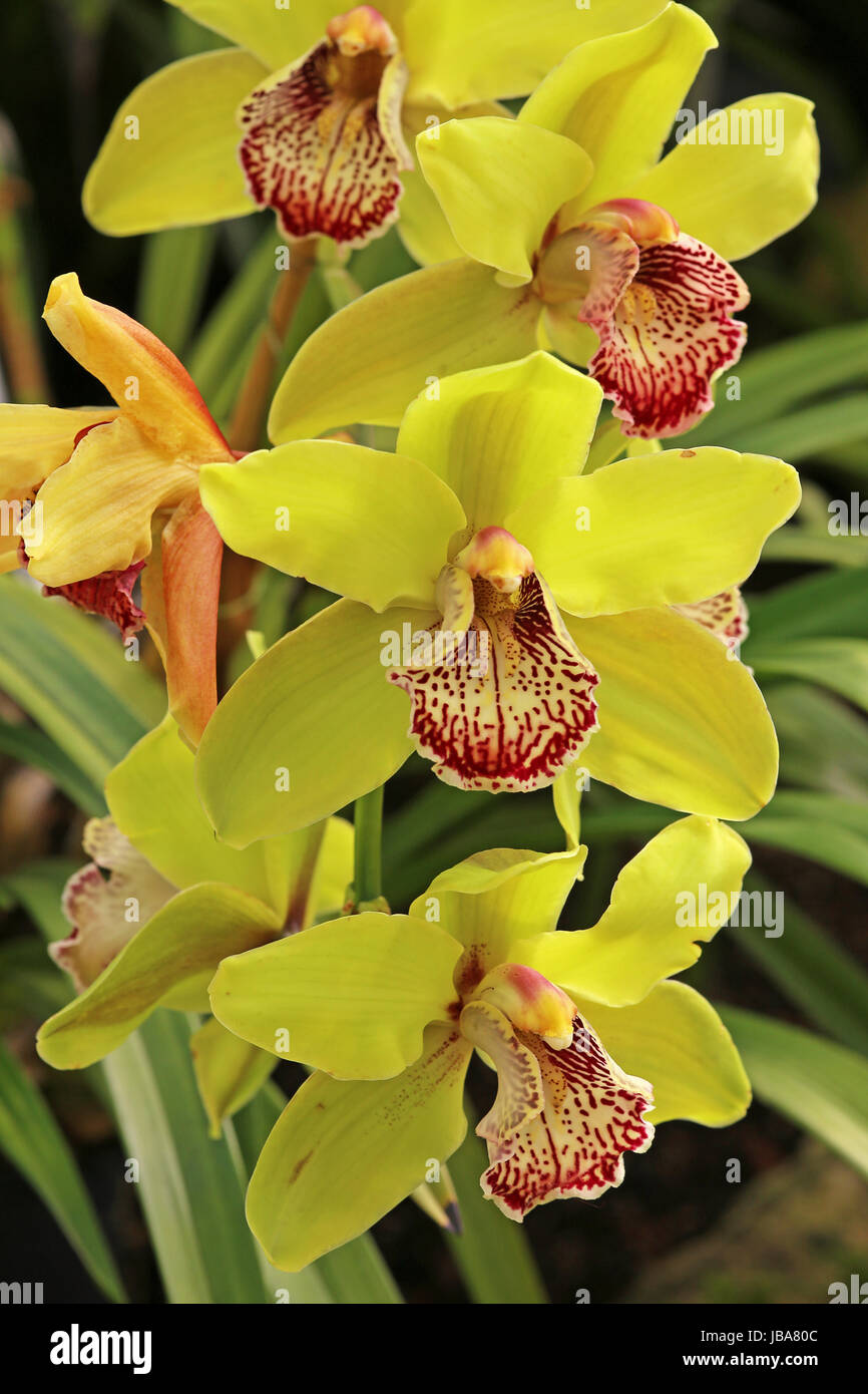 Orchid cymbidium hybride hi-res stock photography and images - Alamy