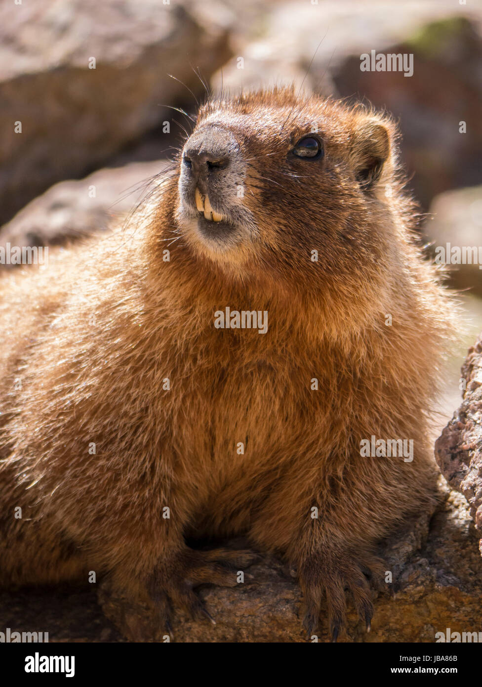 Adult marmot, Columbine Pass Trail, Chicago Basin, Weminuche Wilderness ...