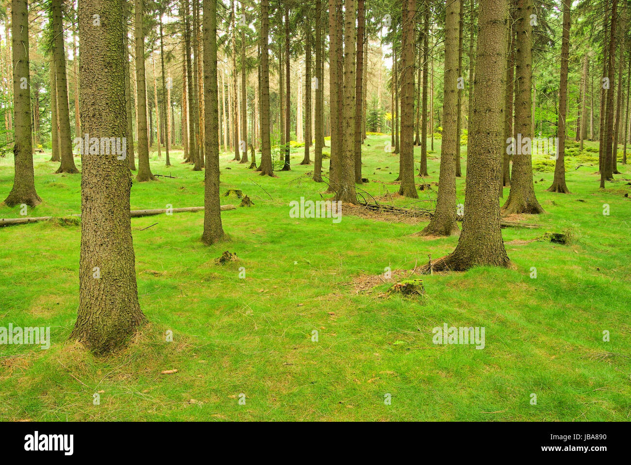 Fichtenwald - spruce forest 04 Stock Photo - Alamy
