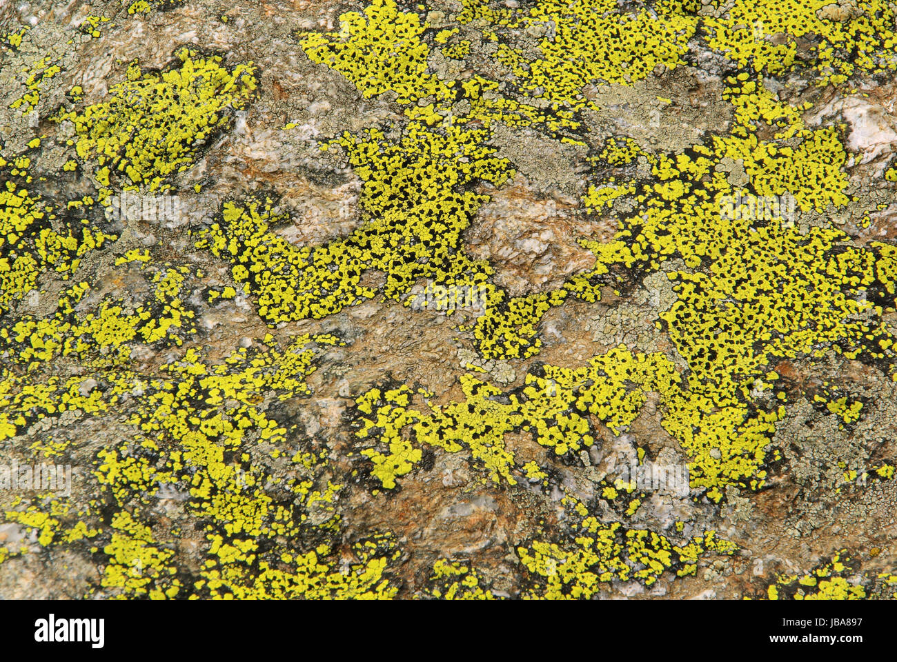 Flechte - lichen 03 Stock Photo - Alamy