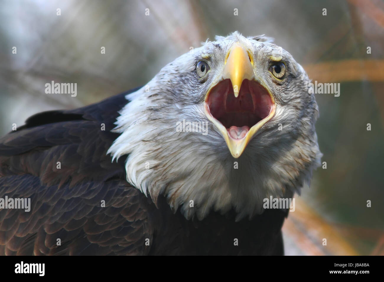 White headed eagle hi-res stock photography and images - Alamy