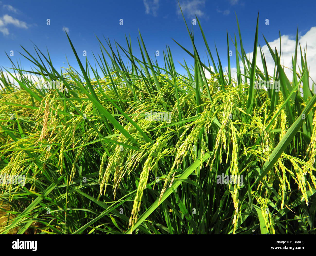 Paddy rice field Stock Photo - Alamy