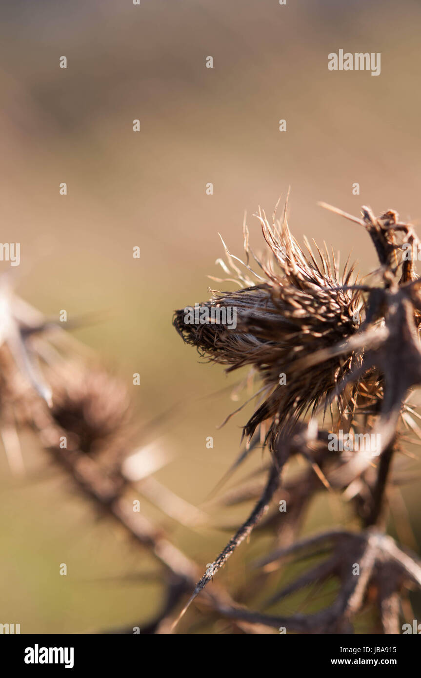 dried milk thistle Stock Photo - Alamy
