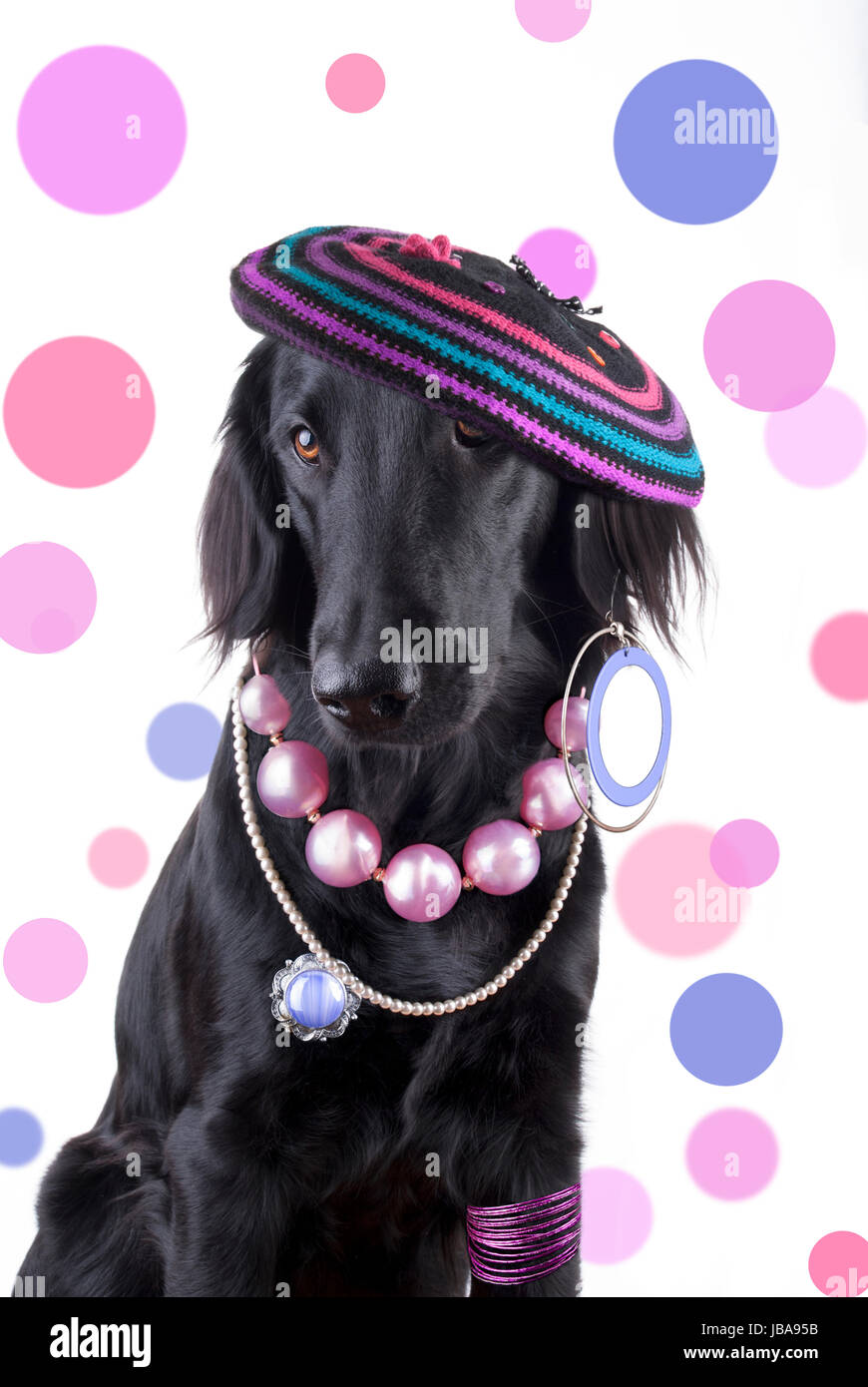 Madam and her dog hi-res stock photography and images - Alamy