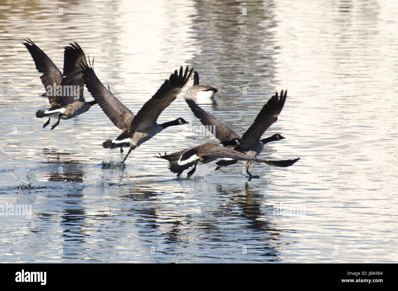 Canada Geese Flying Over Water Stock Photo - Alamy