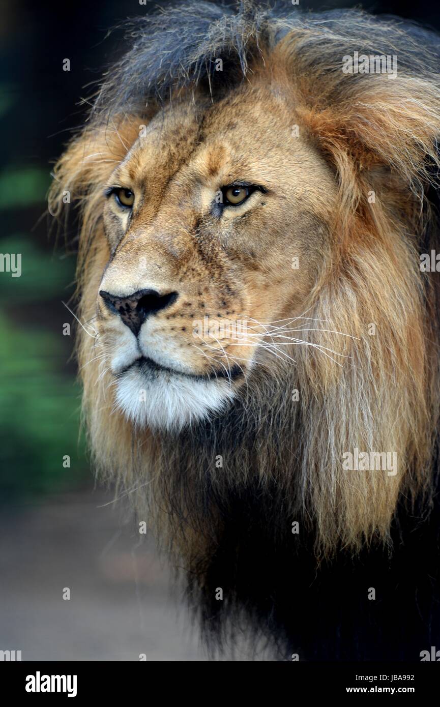 A close up shot of an African Lion Stock Photo - Alamy