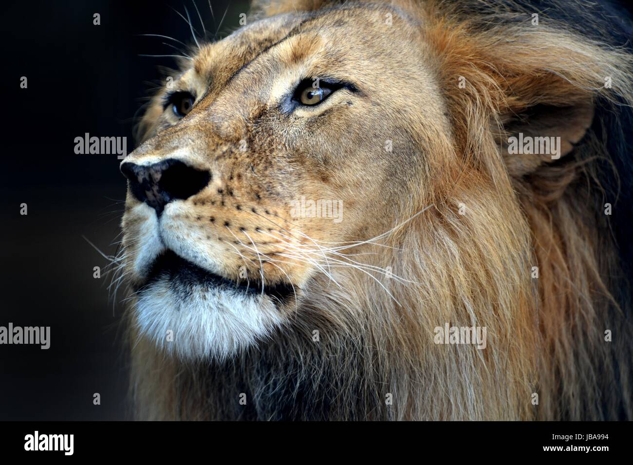 A close up shot of an African Lion Stock Photo - Alamy
