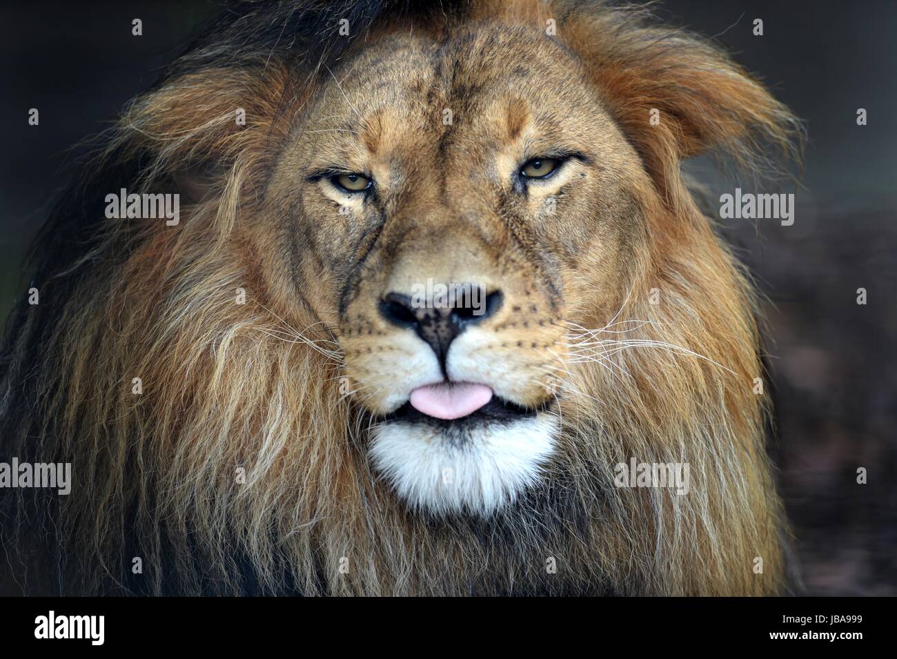 A close up shot of an African Lion Stock Photo - Alamy