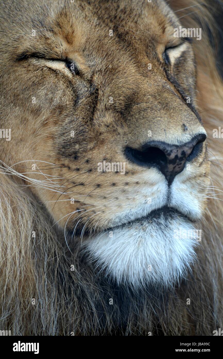 A close up shot of an African Lion Stock Photo - Alamy
