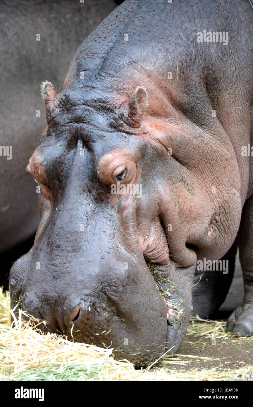 A close up shot of a hippopotamus Stock Photo - Alamy