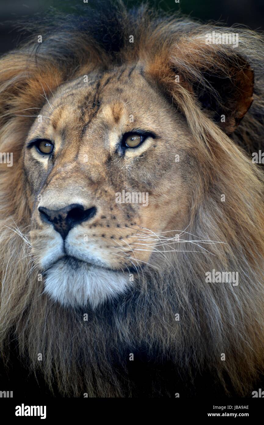 A close up shot of an African Lion Stock Photo - Alamy