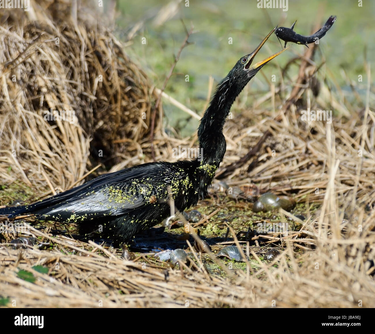 Anhinga Downing A Fish In Florida Wetlands Stock Photo - Alamy
