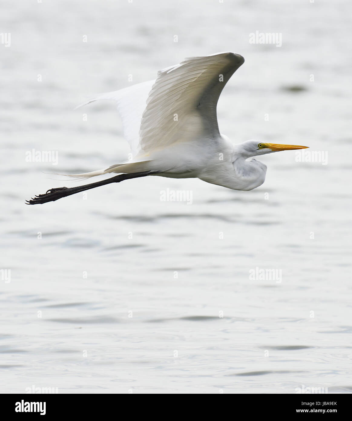 Great White Egret In Flight Stock Photo - Alamy